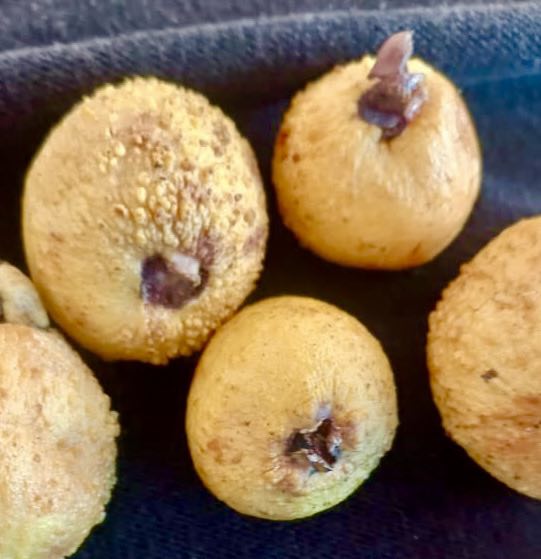 Psidium sp Amazonas Peru