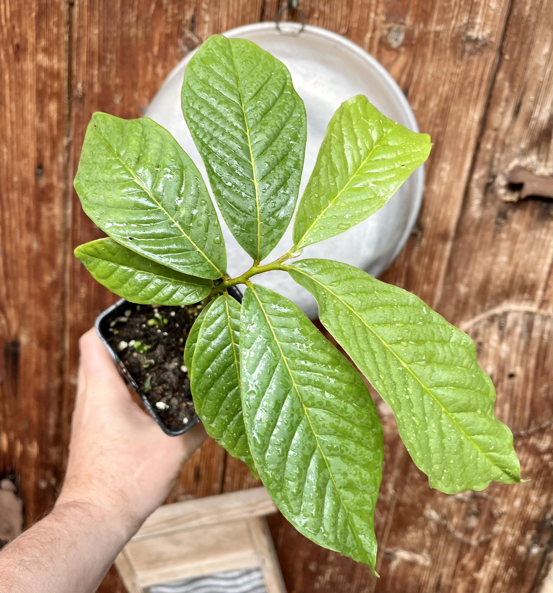 Soncoya Annona purupurea