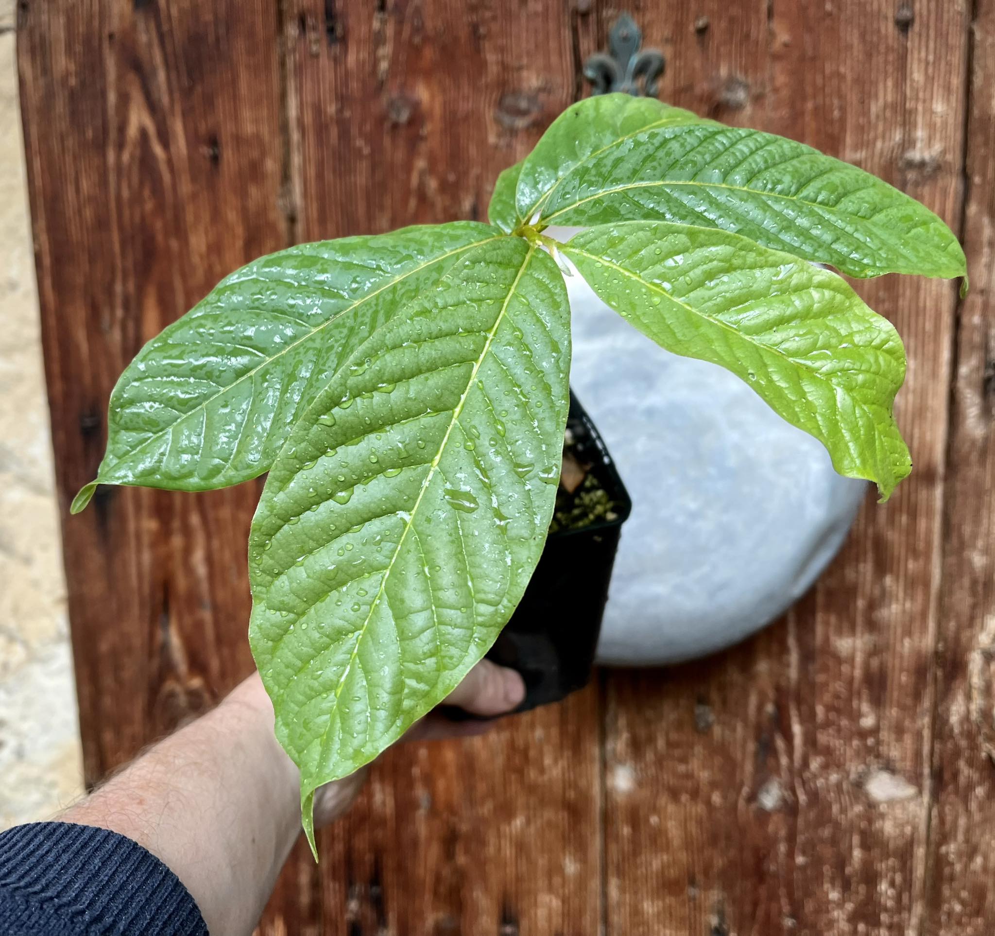 Soncoya Annona purupurea