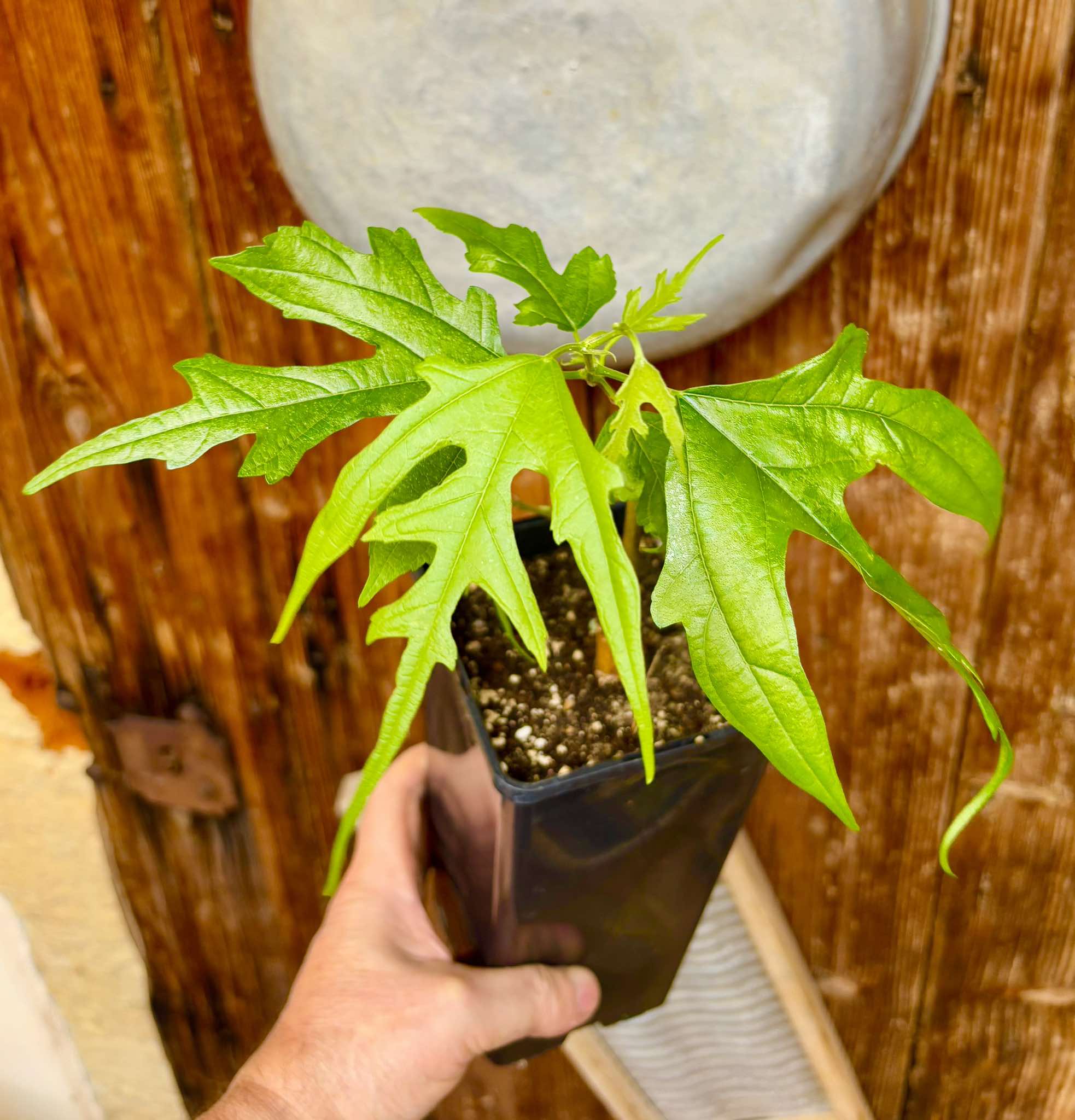 Mulberry Chicken Claw (Morus trilobata)