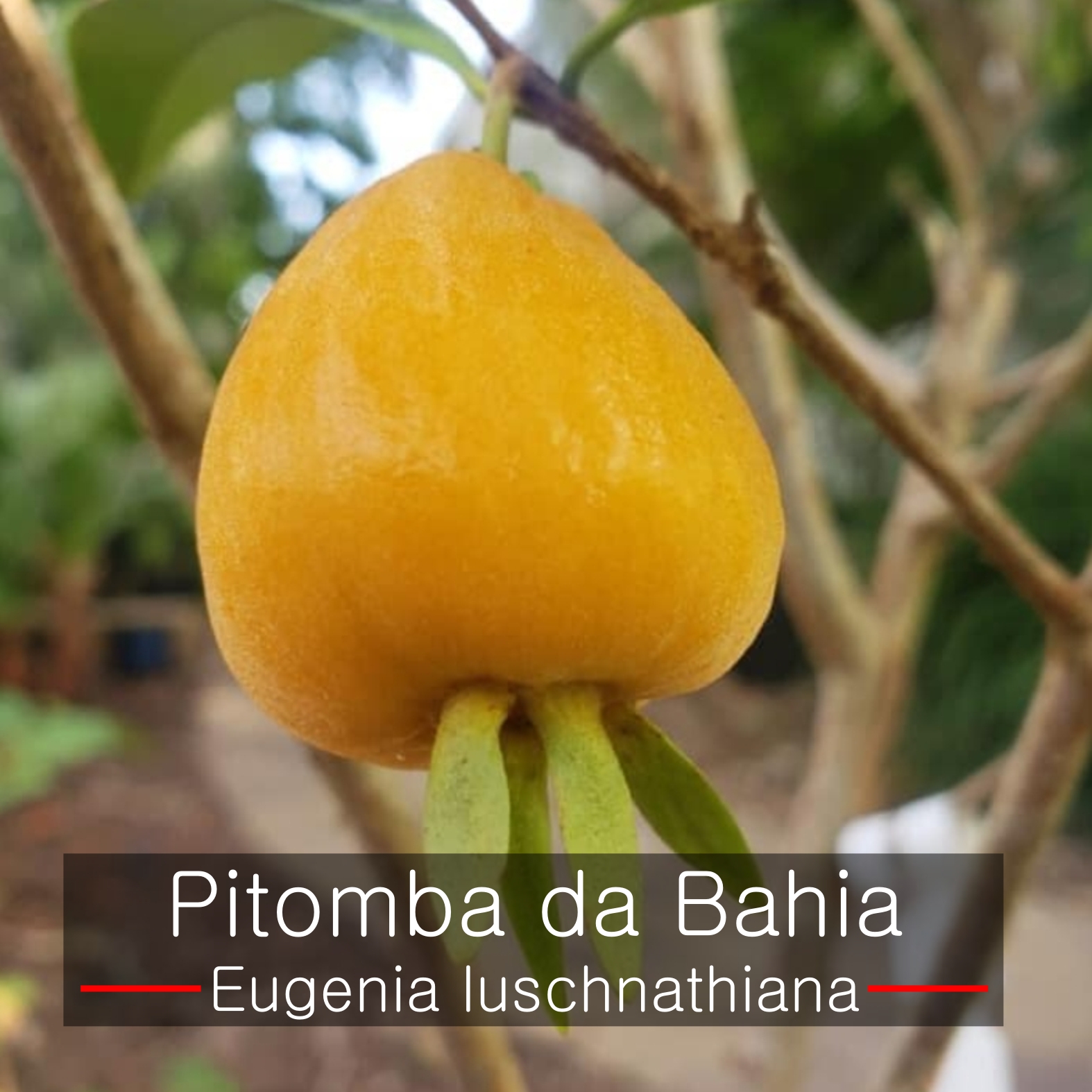 Pitomba da Bahia (Eugenia luschnathiana)