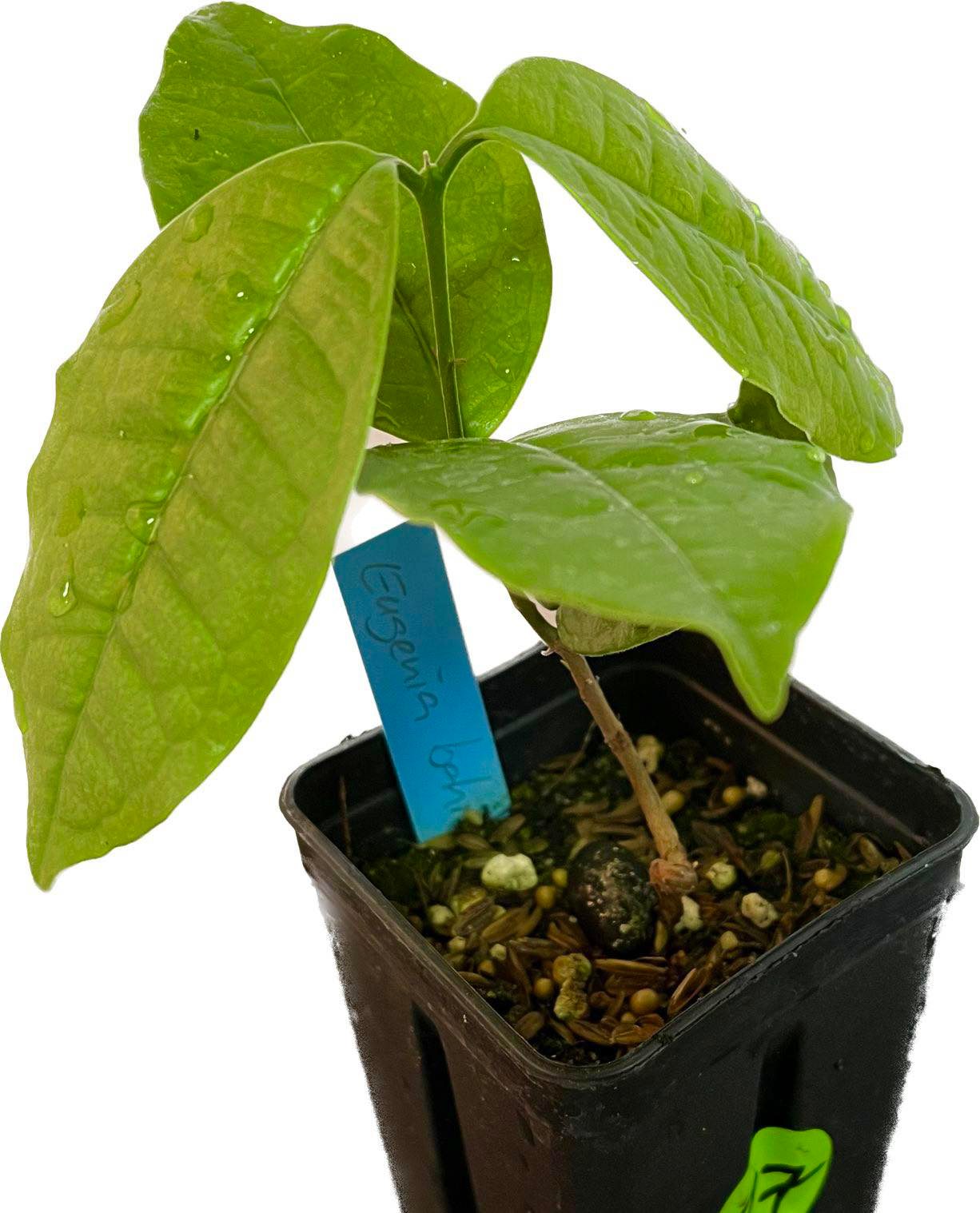 NEW Plants / Pflanzen