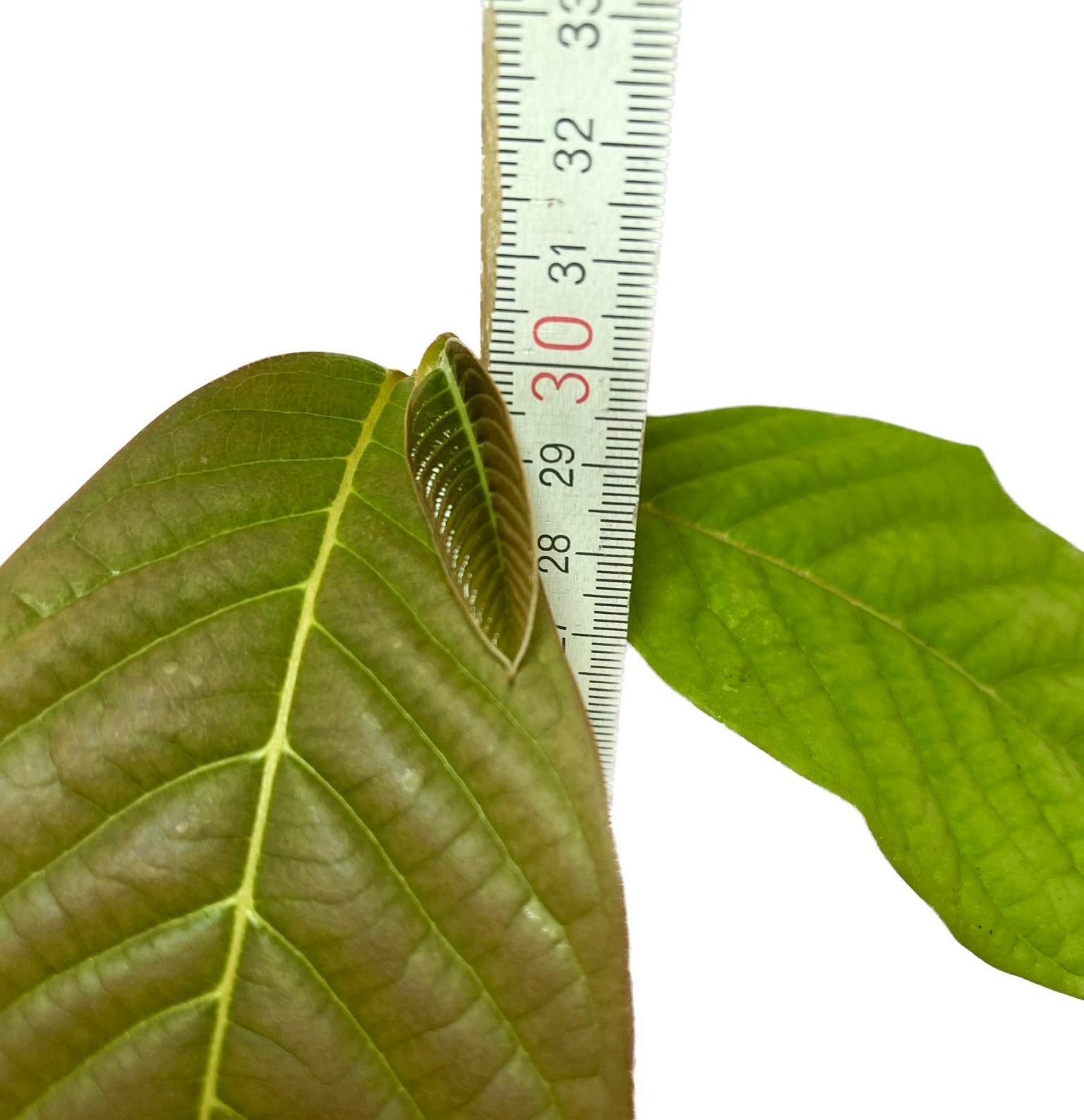 Soncoya Annona purupurea