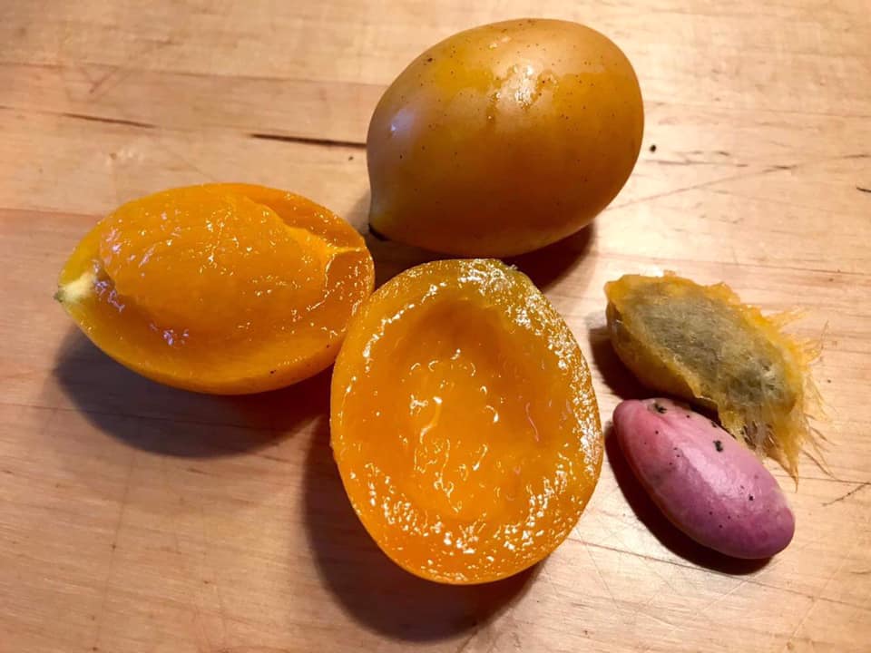 Bouea macrophylla - Gandaria / Maprang / Marian plum / Marianenpflaume