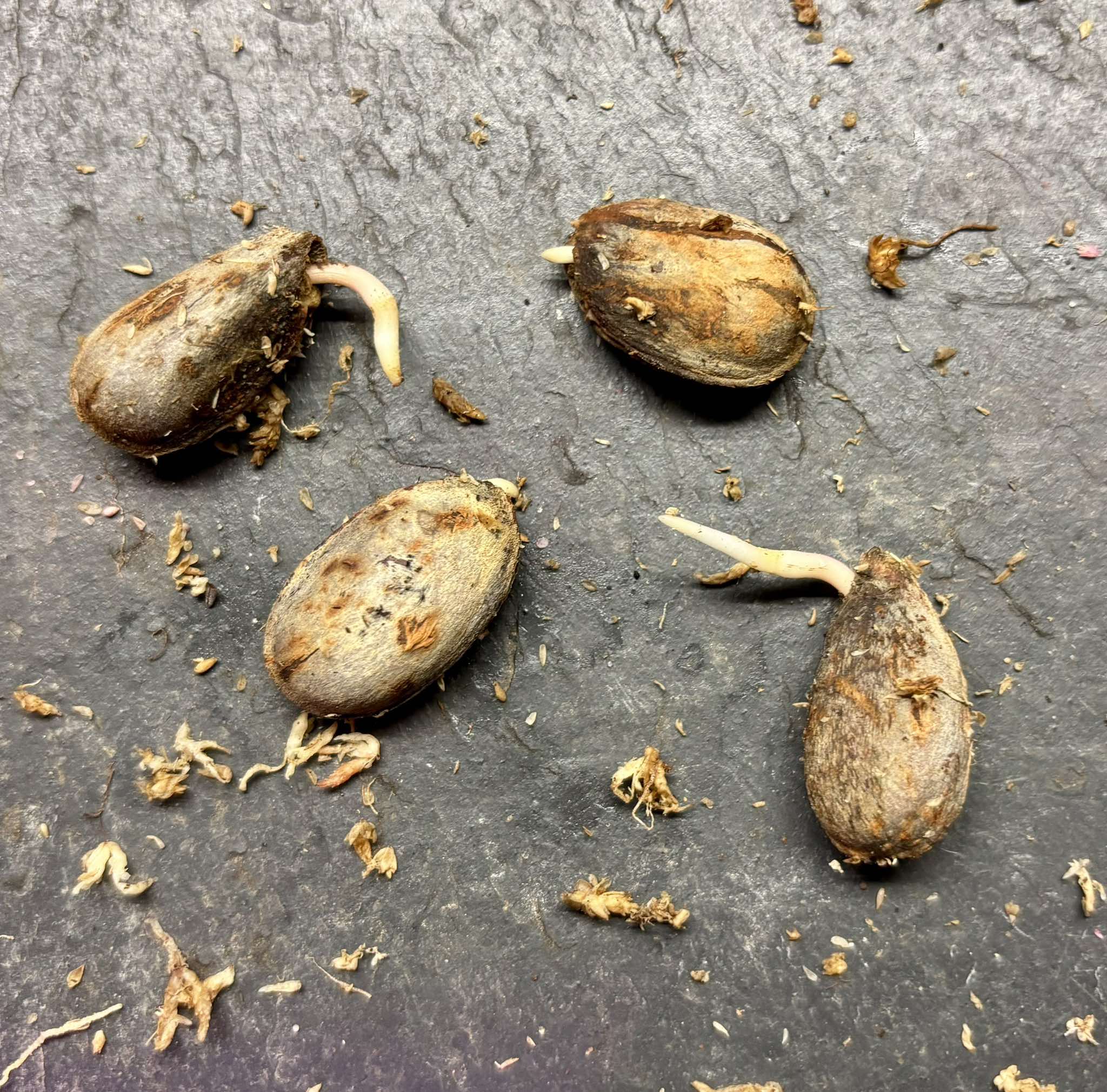 Annona purupurea Soncoya