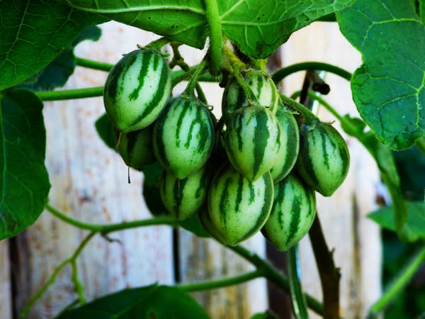 Cold Hardy Tamarillo (Solanum corymbiflora)