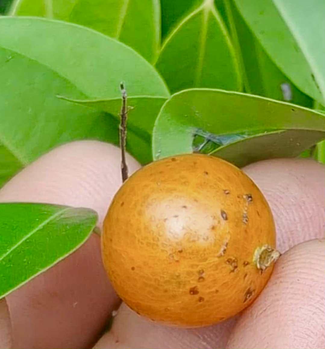Yellow Guaburiti (Plinia rivularis var. flava)