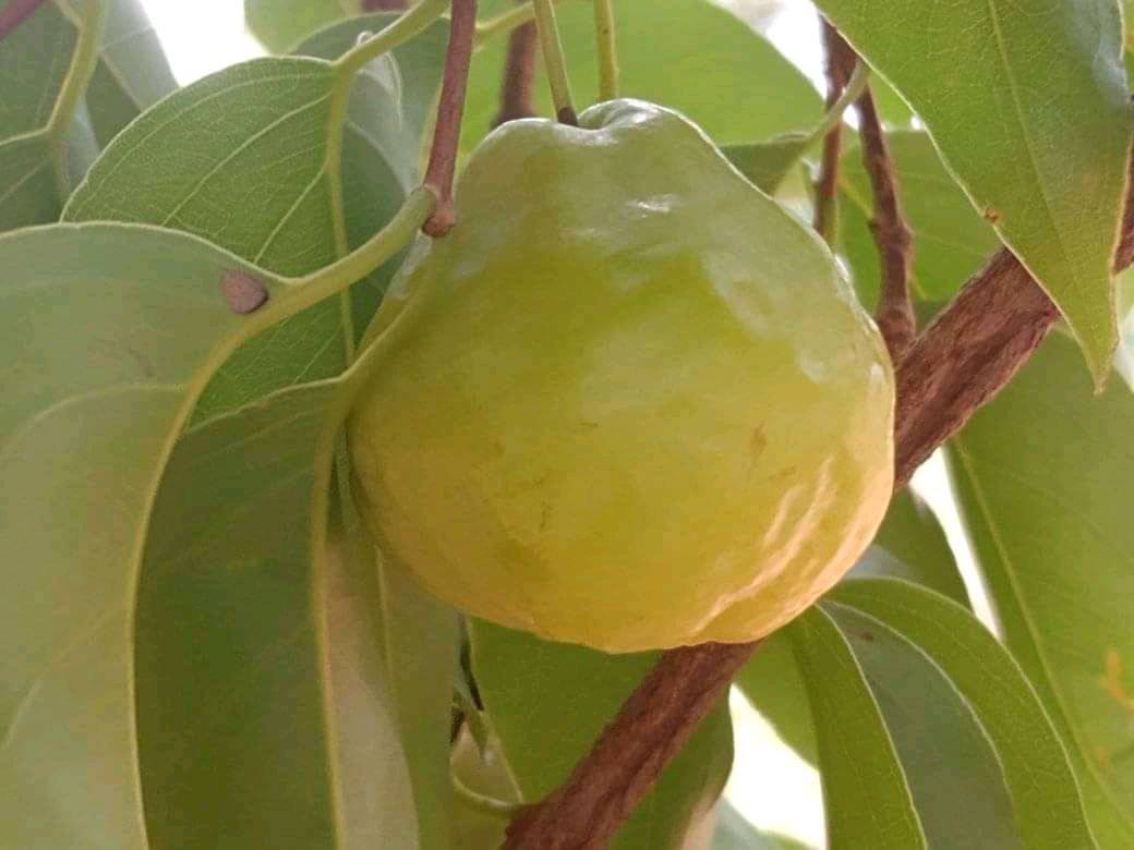 Cagaita var. "Brinco de Princesa" (Eugenia dysenterica)