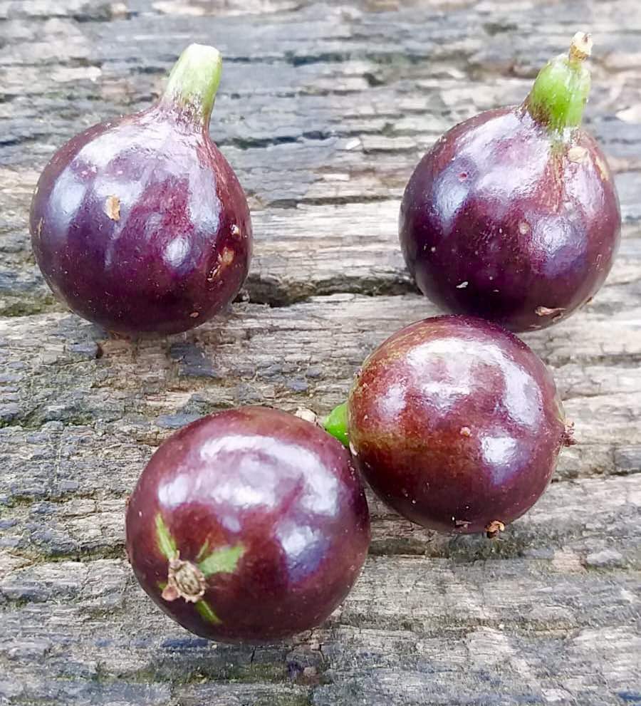Jaboticaba - Plinia sp Rajada Cabo longo verde