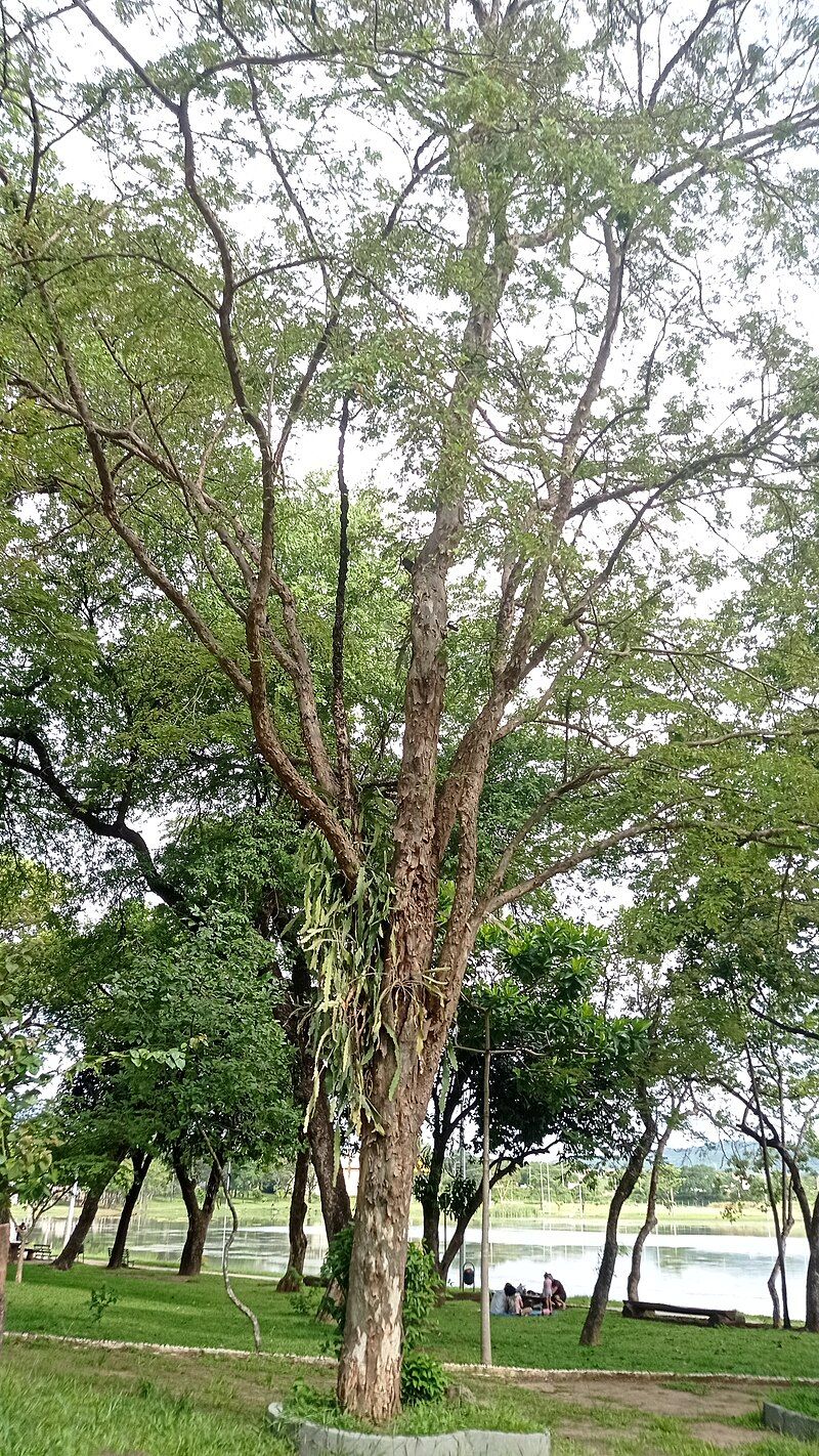 Pau ferro - Rosewood - Machaerium scleroxylon