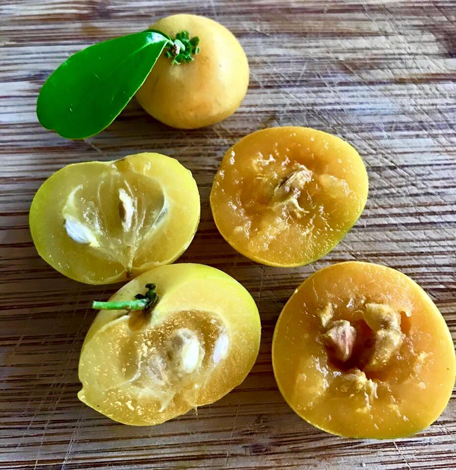 Kei Apple (Dovyalis caffra)