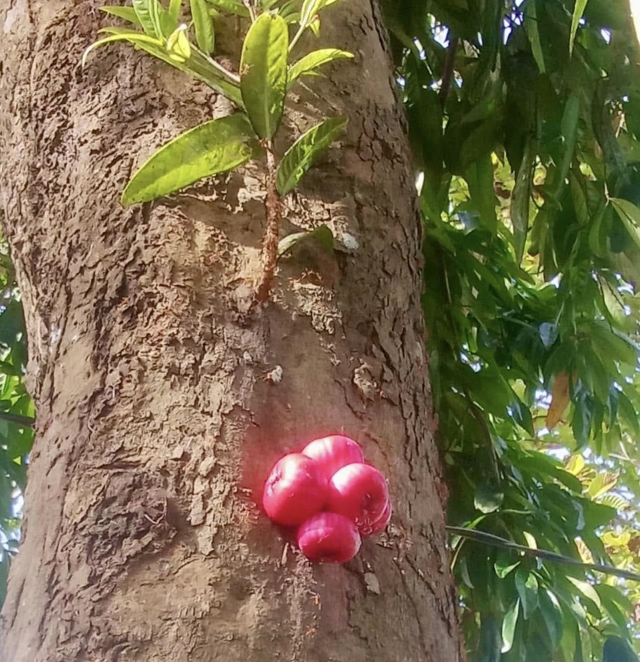 Syzygium sp Sulawesi 2