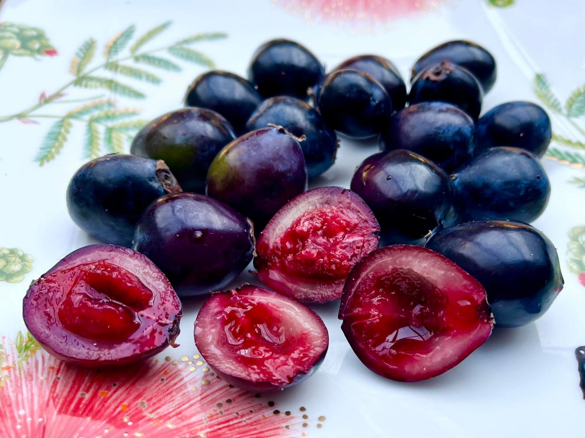 Davidson Plum (Davidsonia jerseyana)