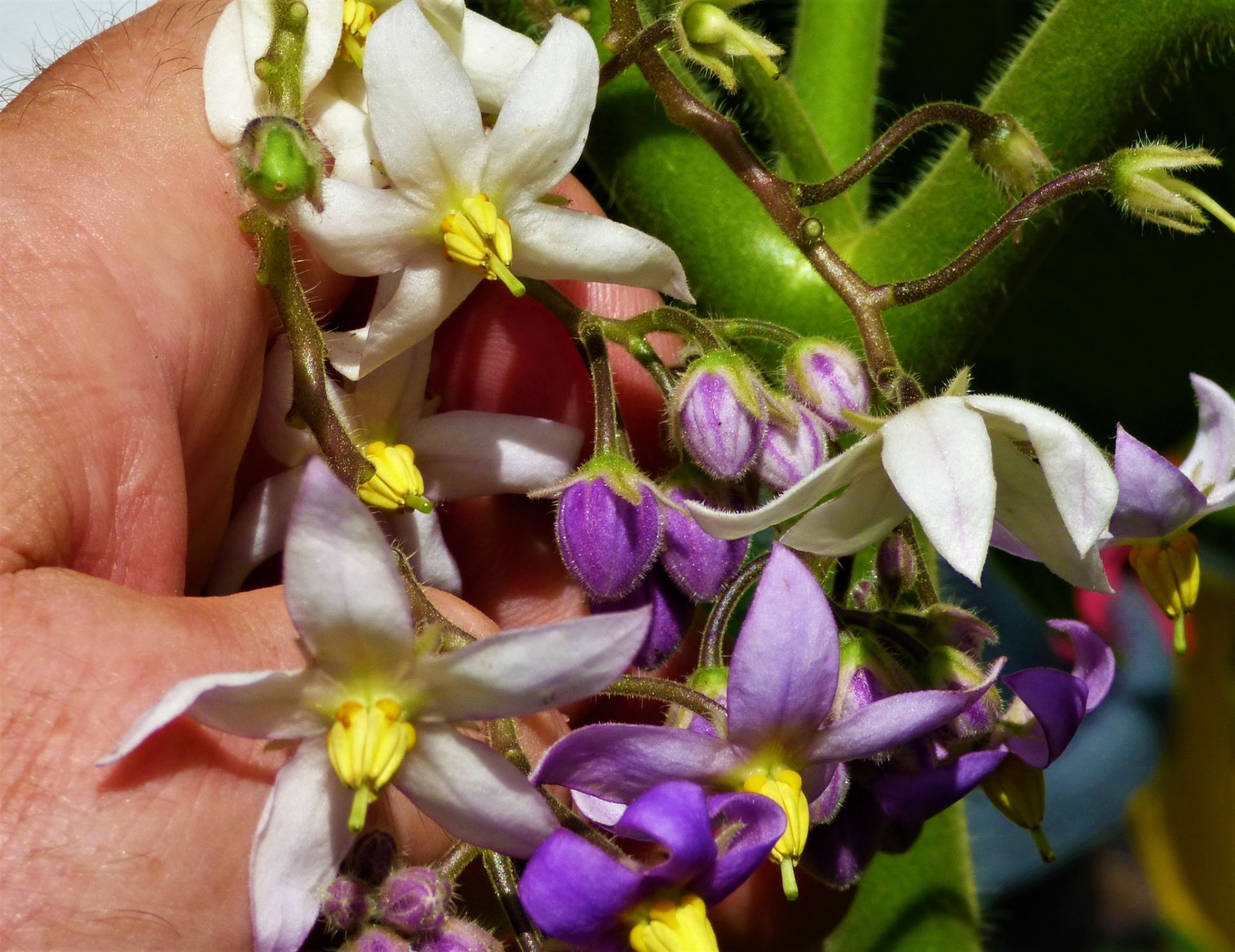 Cold Hardy Tamarillo (Solanum corymbiflora)