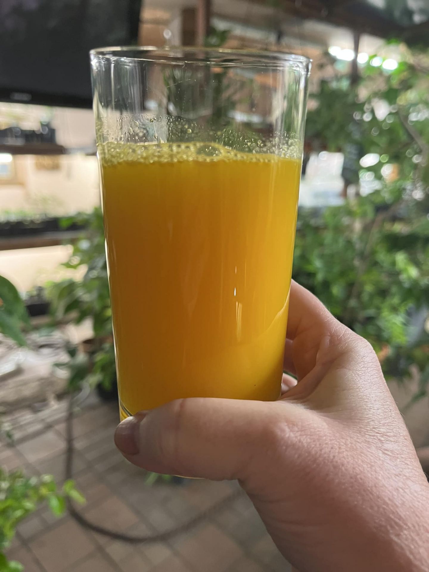 Kei Apple (Dovyalis caffra)