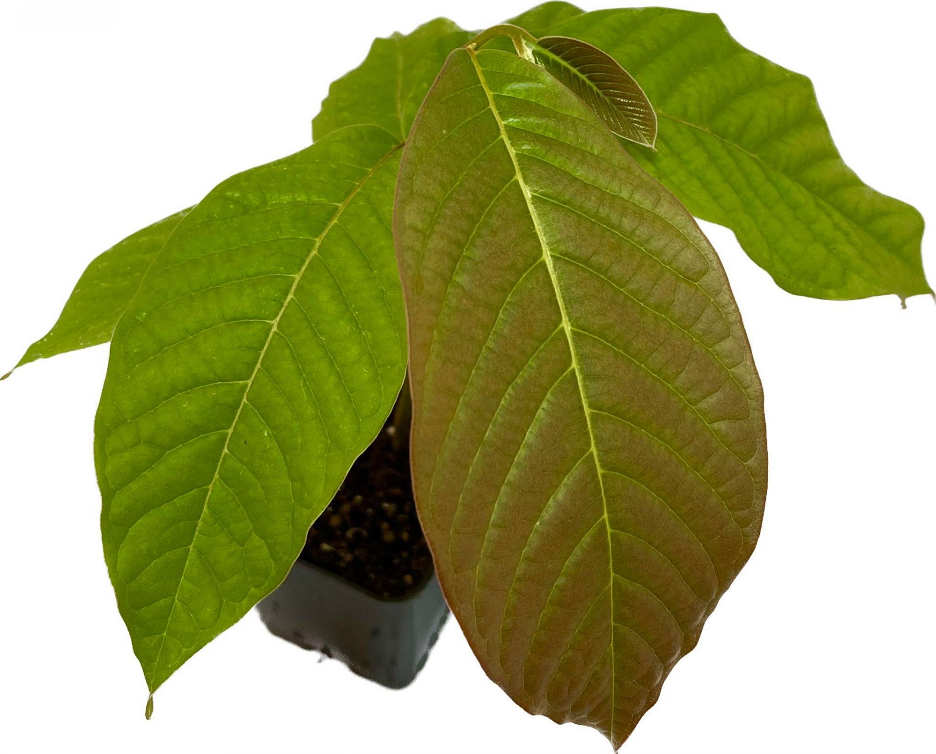 Soncoya Annona purupurea